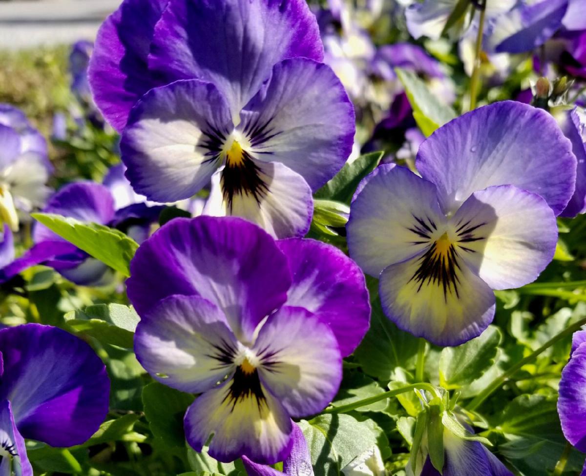 On Gardening: ColorMax violas offers the wow factor to the cool season ...