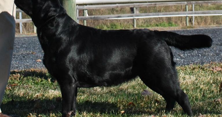 King George Labrador competing in Westminster dog show this week