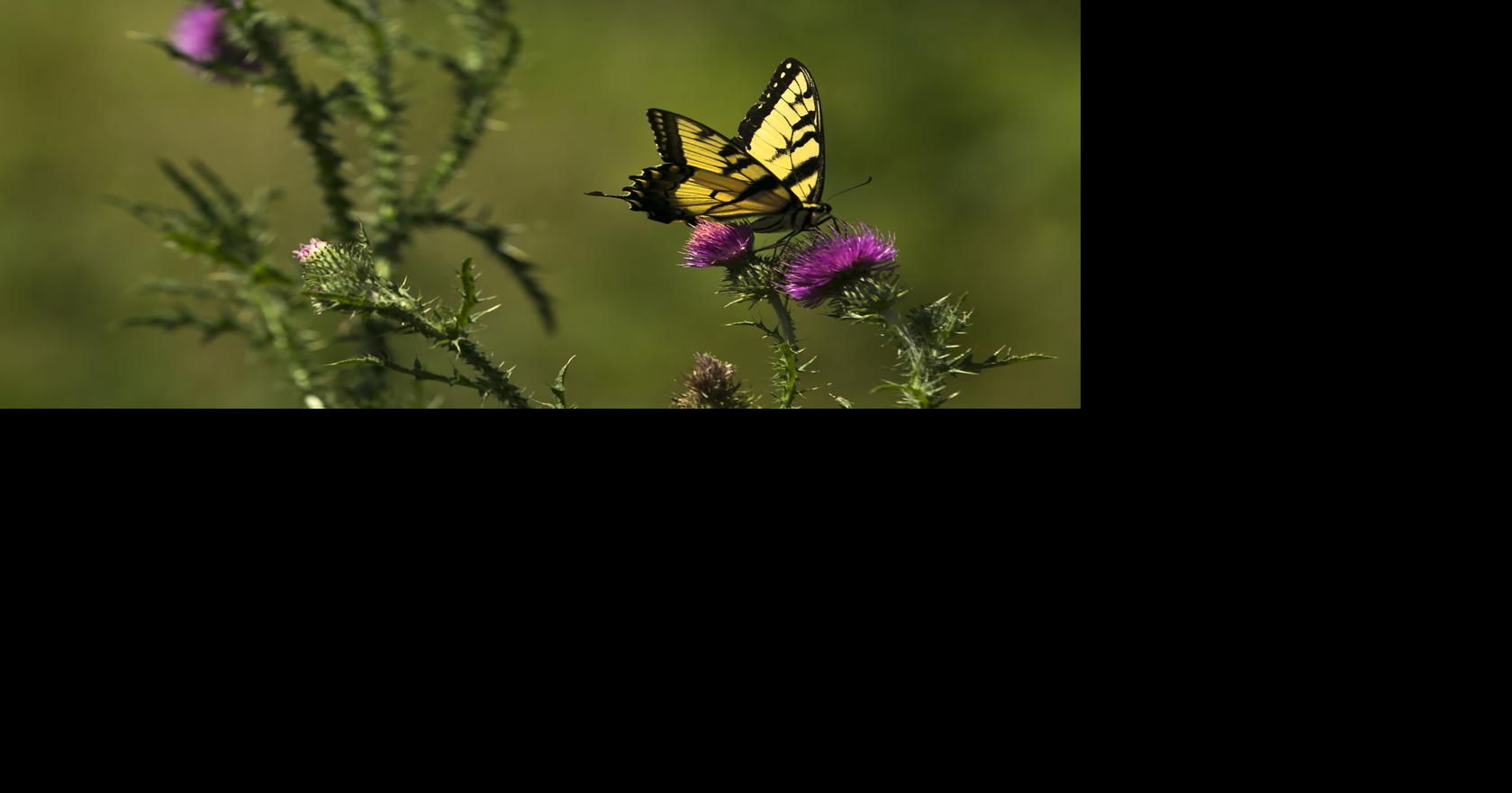 Beautiful monarch meadow, "touchable room" new additions at Orange's ...
