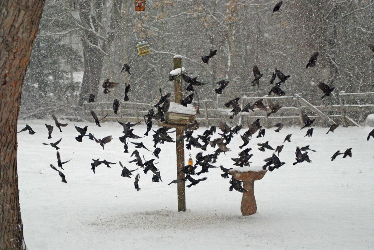 Tips on counting crows and other birds