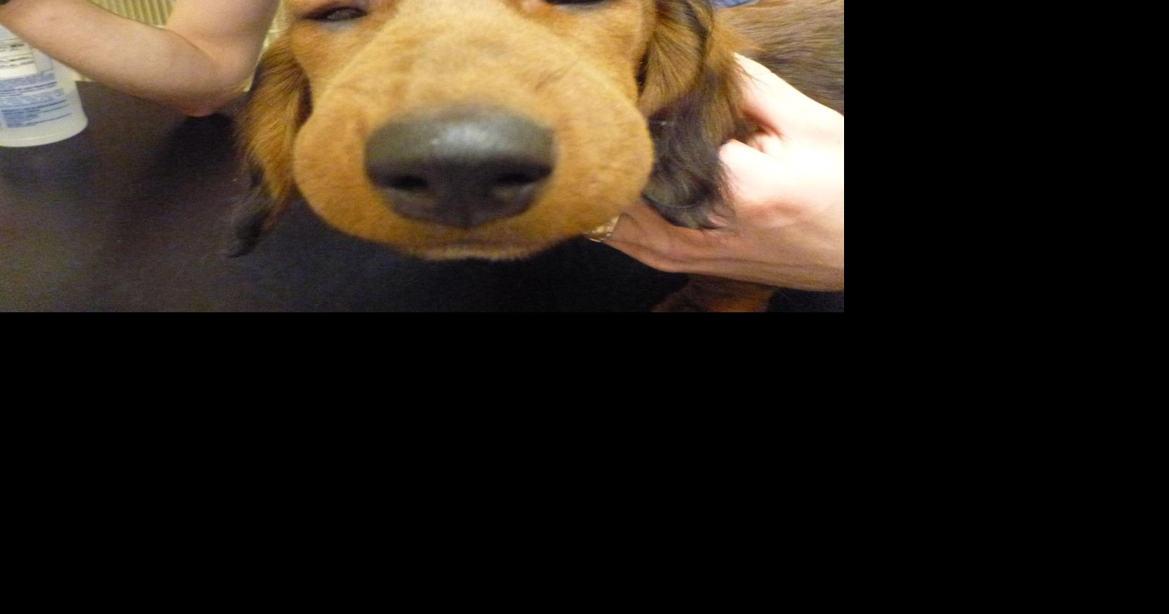 PetTips: Are you prepared if your pet has a vaccine reaction?