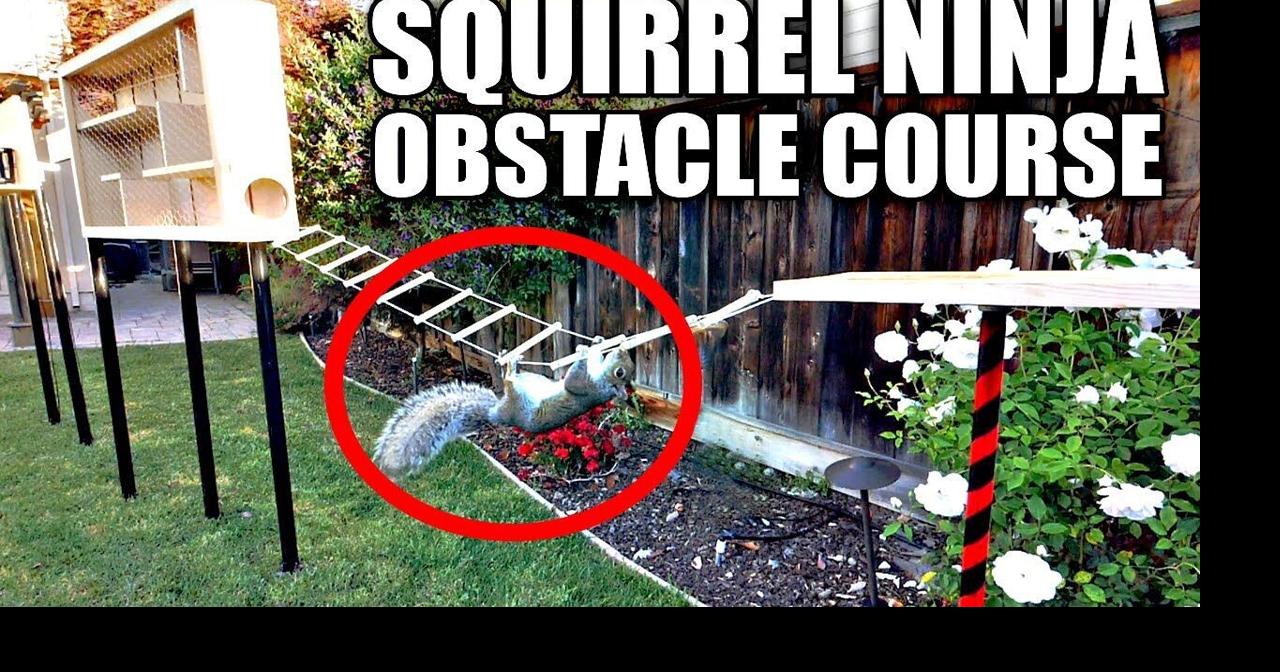 Building the Perfect Squirrel Proof Bird Feeder, by Mark Rober
