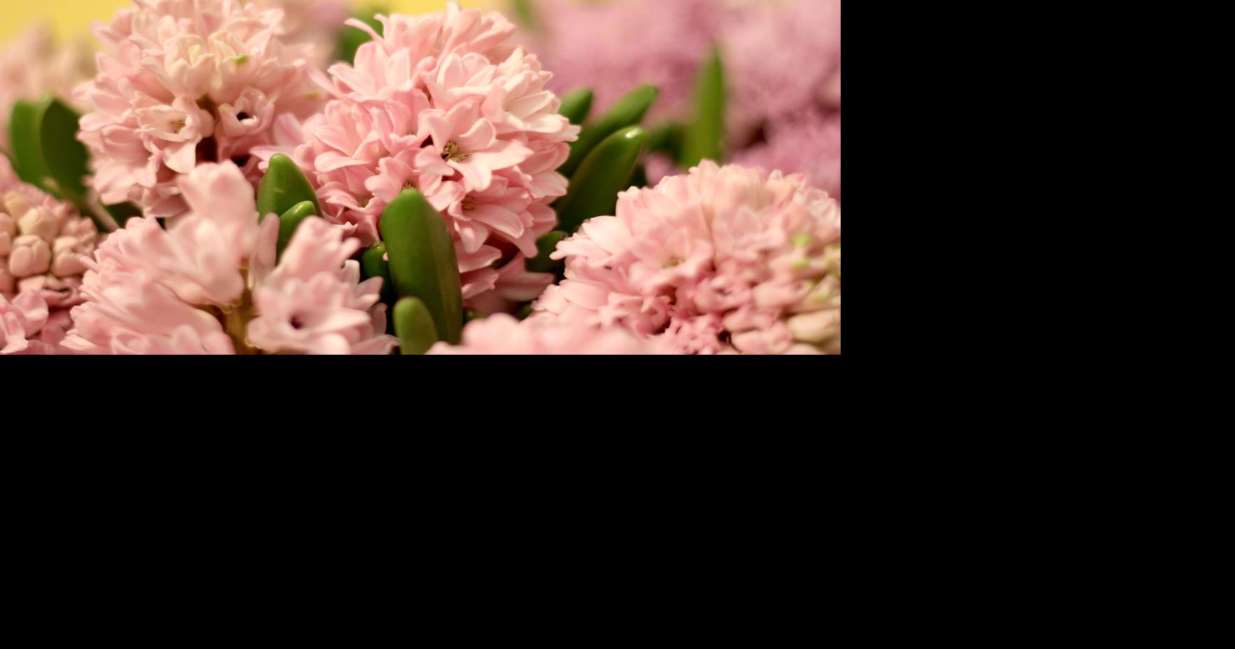 Wegmans Flowers Fredericksburg Va | Best Flower Site