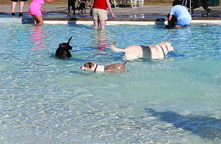 Dogs dive in at Dixon Park Pool in Fredericksburg