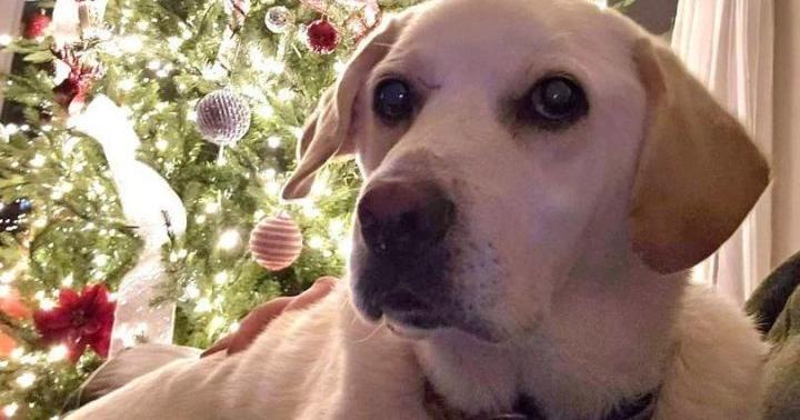 Foster a dog through Old Dominion Humane Society's “Home for the Holidays”