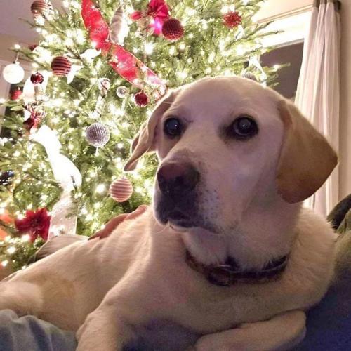 Foster a dog through Old Dominion Humane Society's “Home for the Holidays”