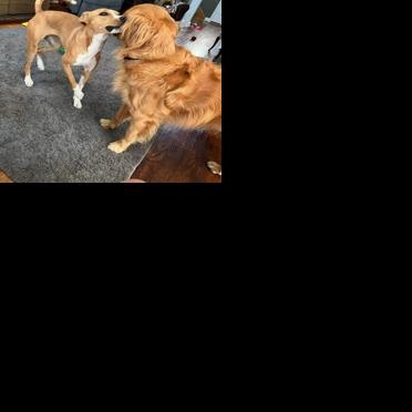 Old Dominion Humane Society rescuing many dogs with disabilities