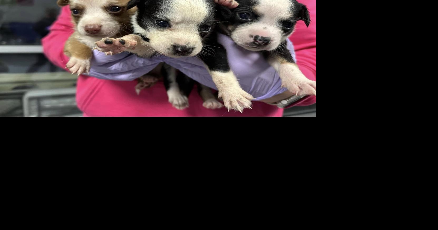 Old Dominion Humane Society retrieves 33 dogs from hoarder