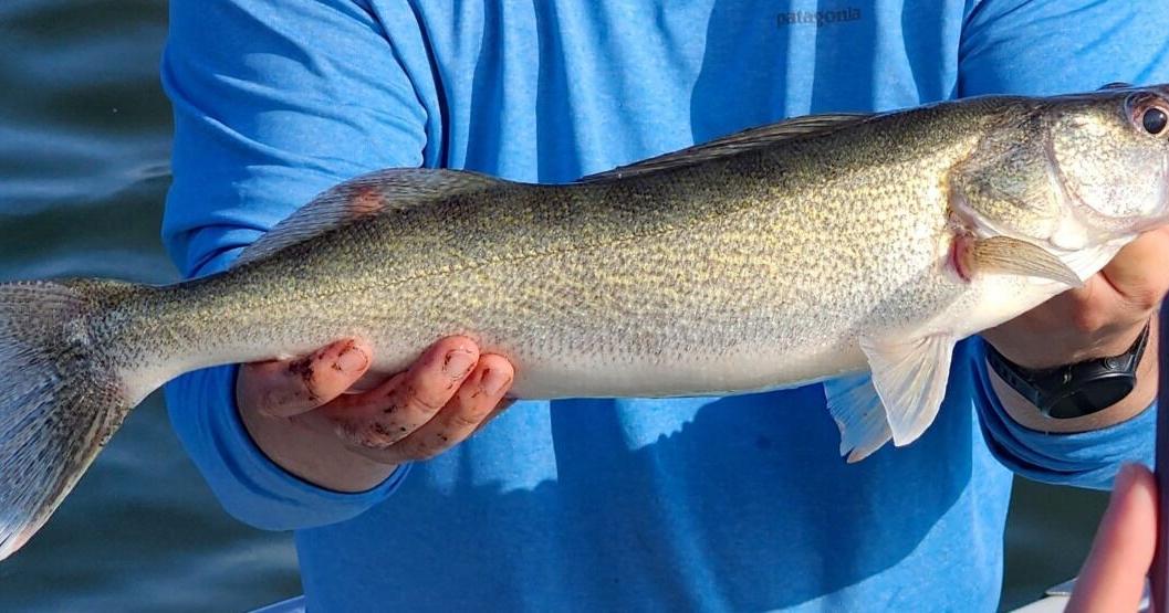 Mayfly imitations, ‘water chop’ tempt hungry walleyes