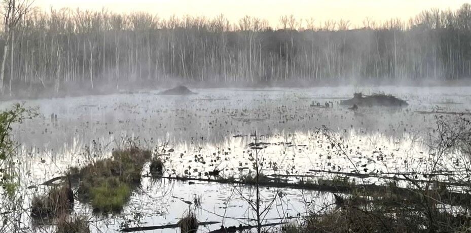 Stafford residents concerned about dried-up wells, wetland