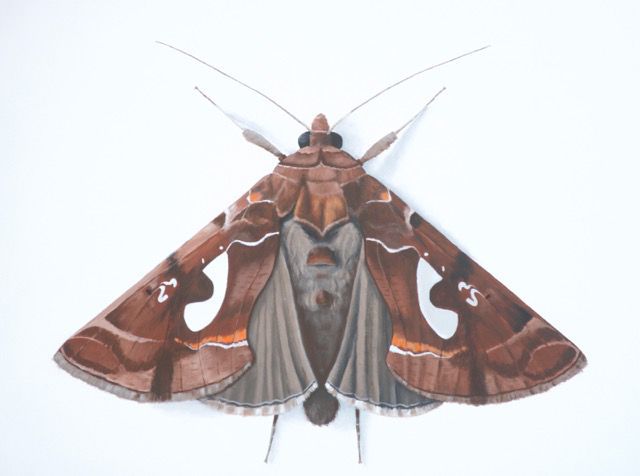 'Night Pollinators' come to light at Science Museum of Virginia