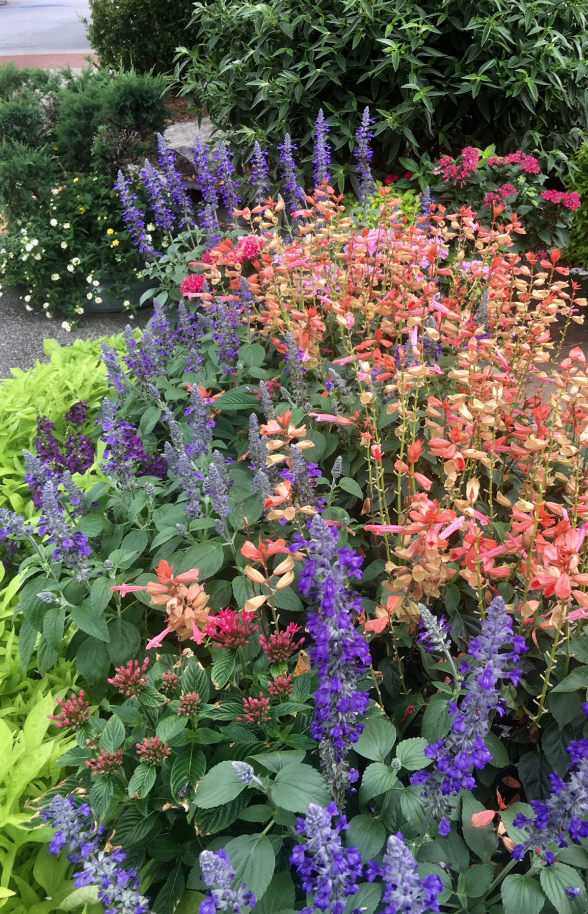 On Gardening: ‘Saucy’ sensational salvias for the garden | House And ...