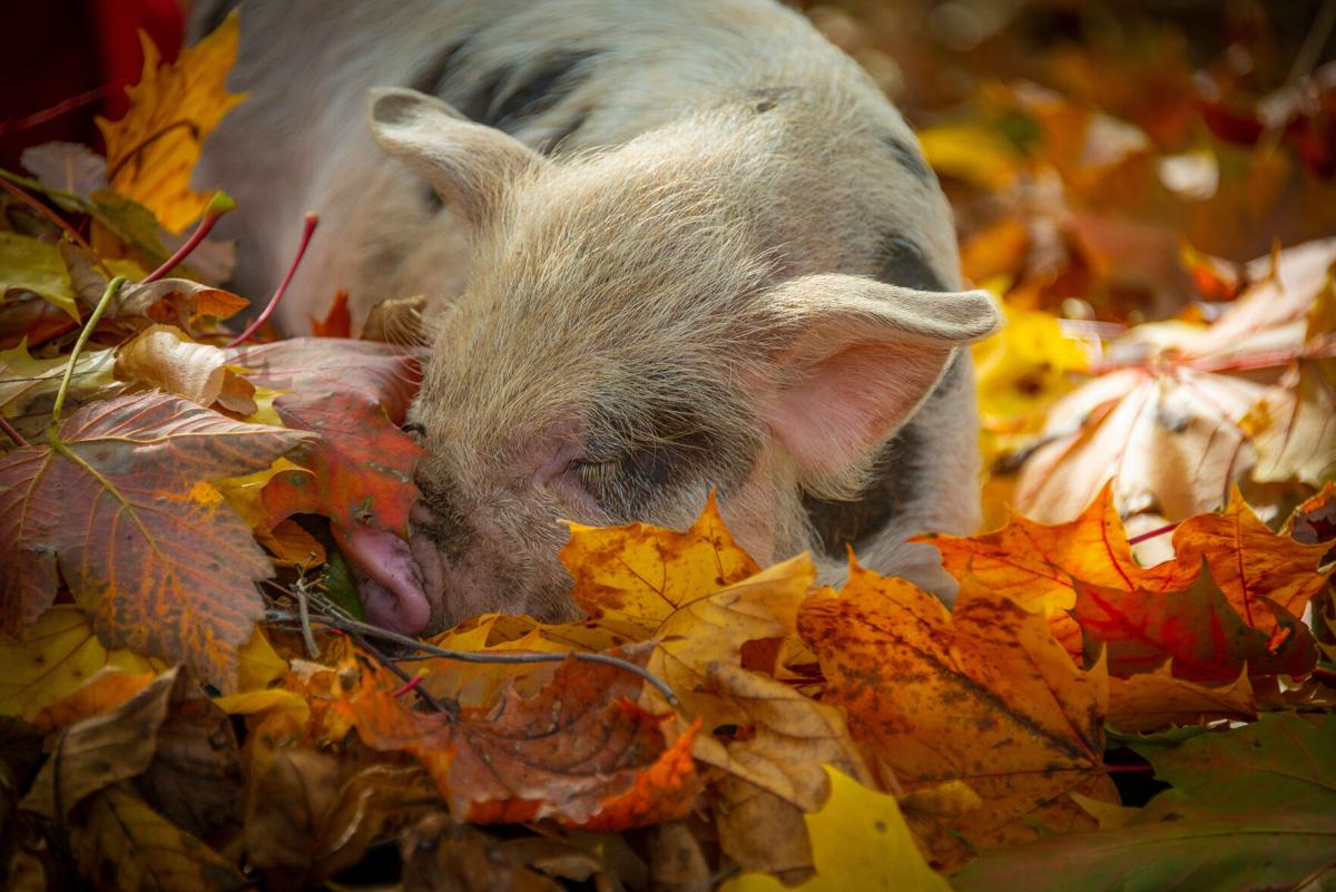 COMMON SENSE: This time of year brings back hog memories