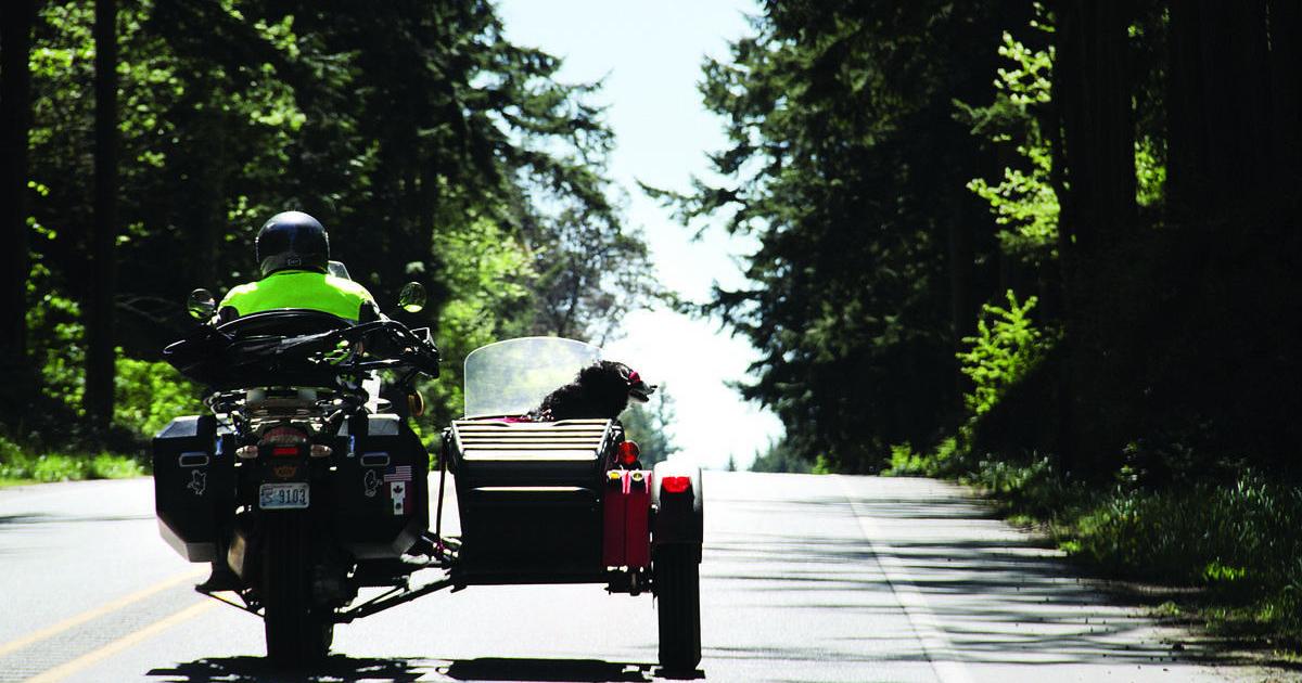Documentary shows dogs hitting the road as sidecar buddies