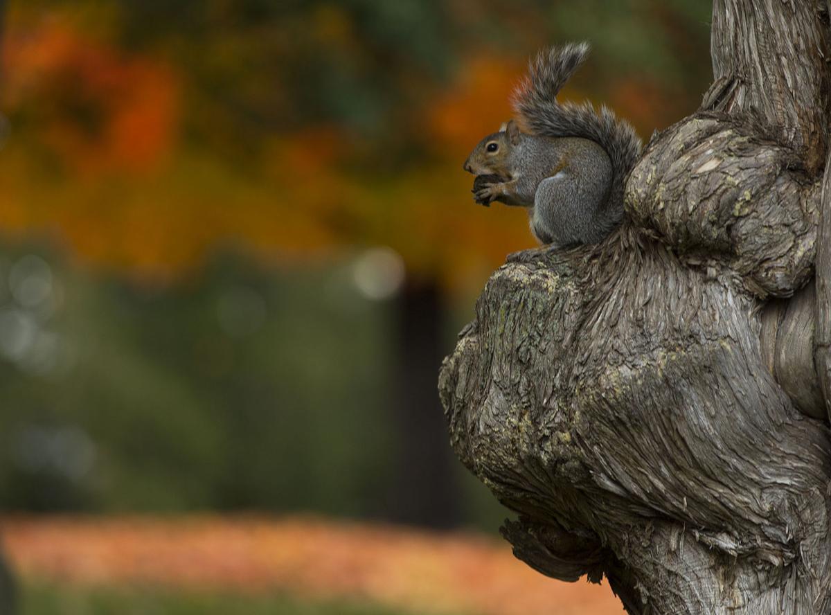 Squirrel enjoys a snack on beautiful fall day