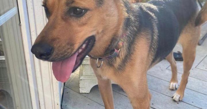 Old Dominion Humane Society celebrates 10th anniversary