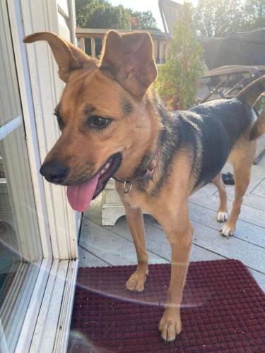 Old Dominion Humane Society celebrates 10th anniversary