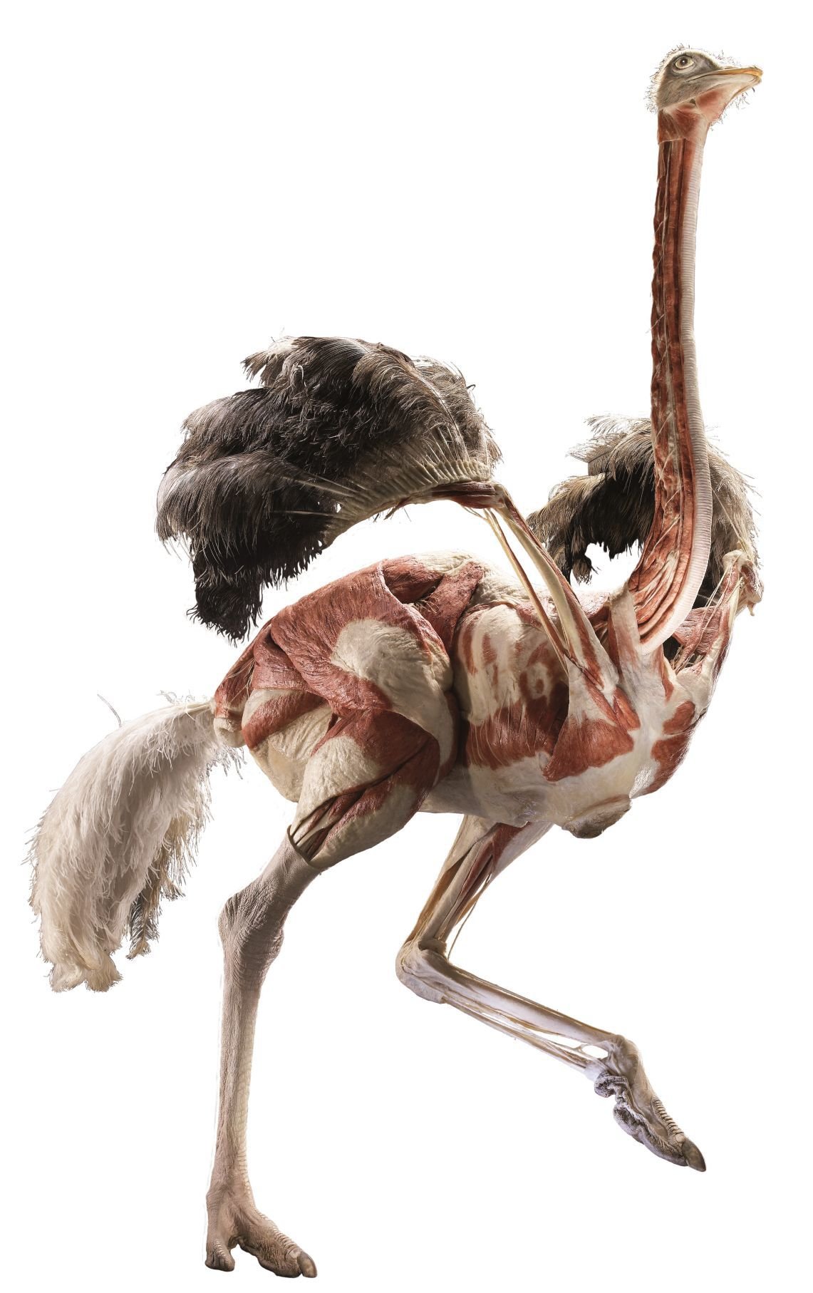 Body Worlds: Animal Inside Out: What lies beneath | Weekender ...