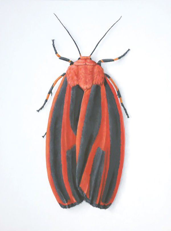 'Night Pollinators' come to light at Science Museum of Virginia ...