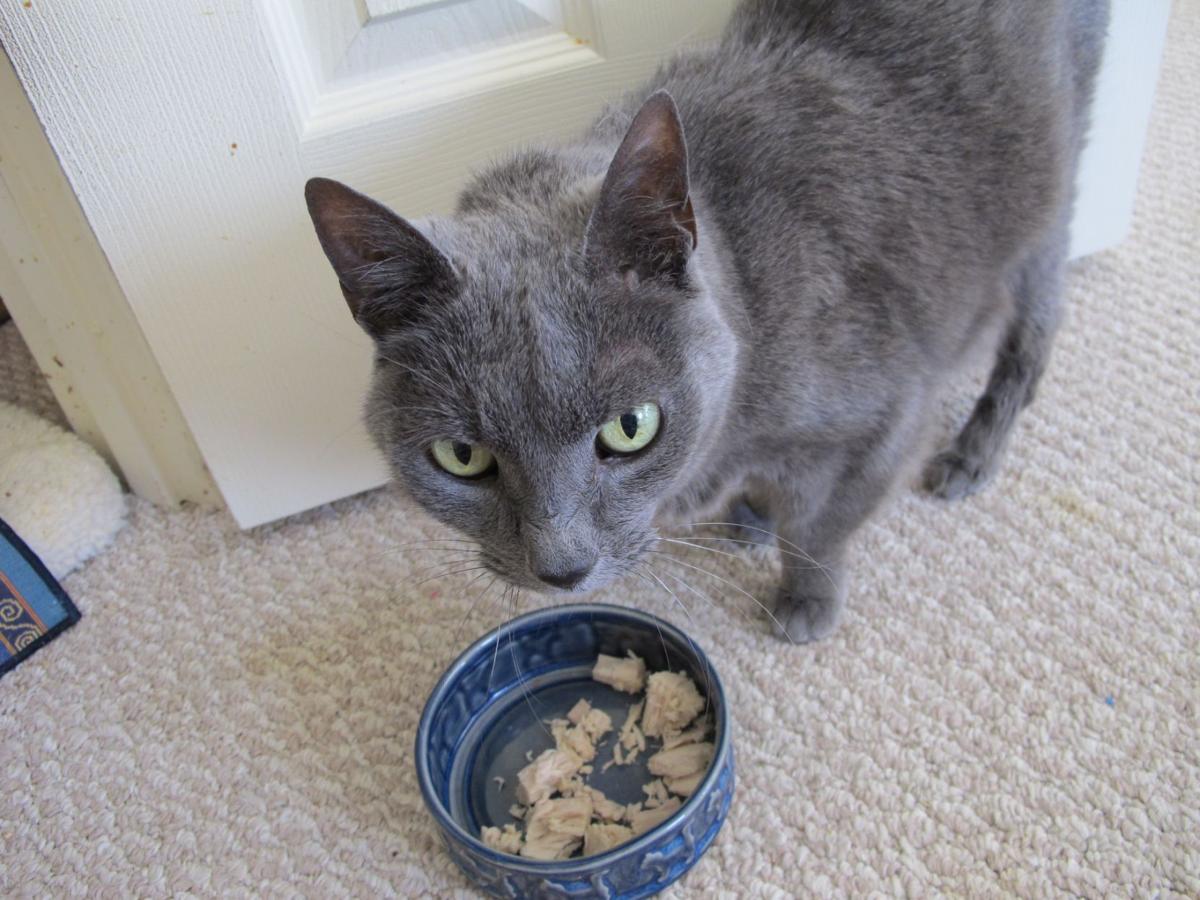 WRY TOAST: Cat's claws make impression on owner over the years