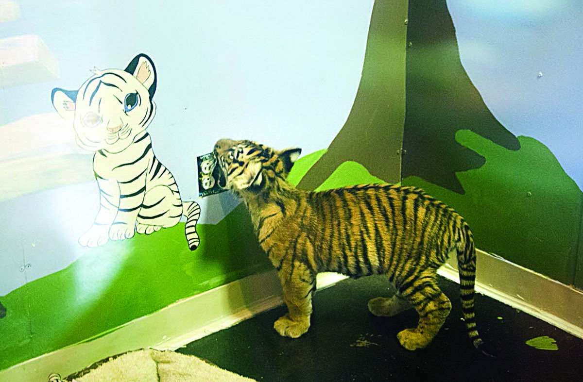 Virginia's Natural Bridge Zoo to reopen after permit reinstated