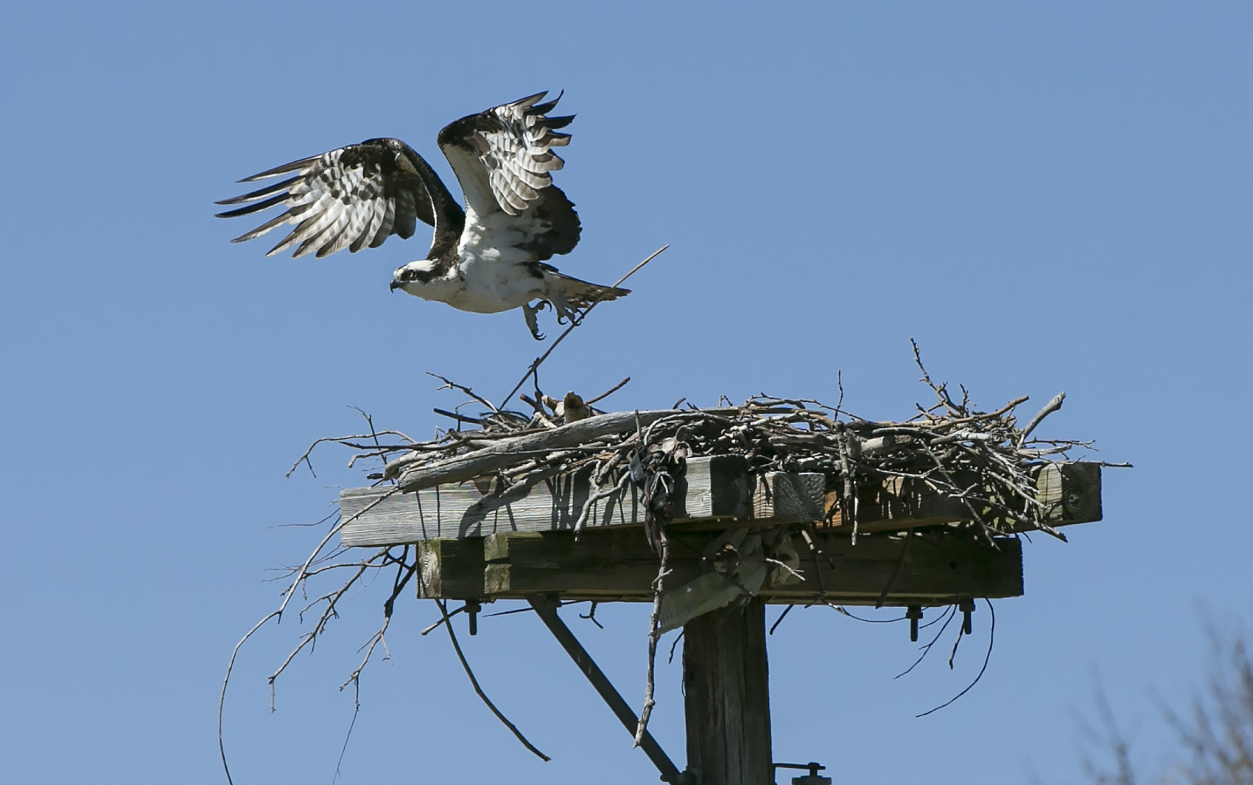 Osprey chicks starving across Chesapeake Bay, study finds