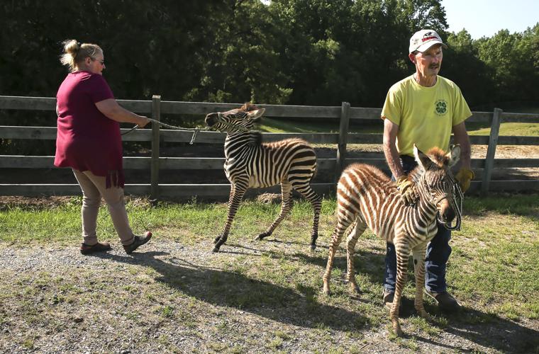 King George farmers are in the zebra zone this spring with babies