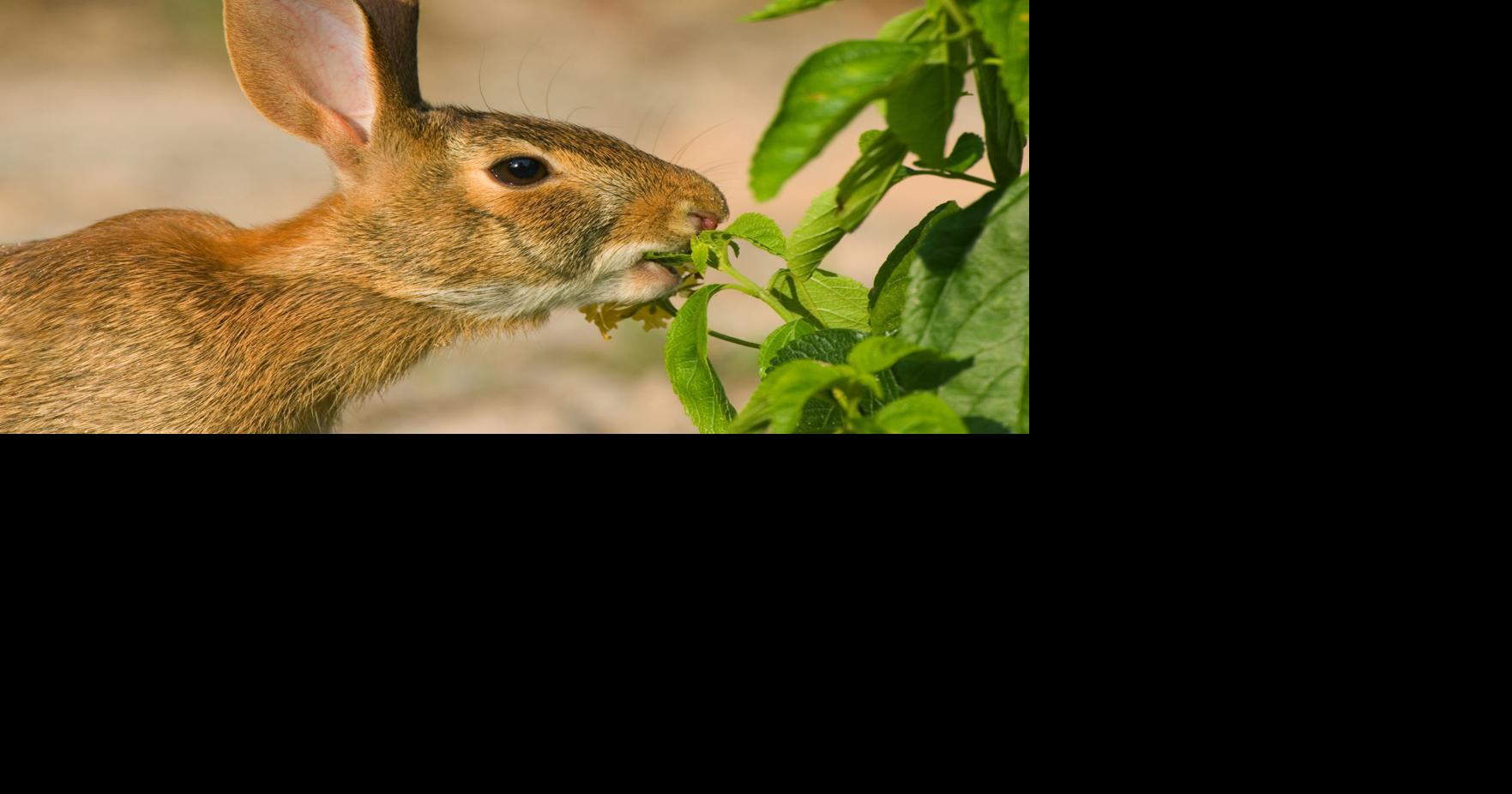 Salesman and rabbits in the garden persist