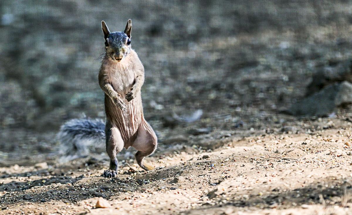 Rare hairless squirrel takes up with Stafford nature lover | Stafford ...