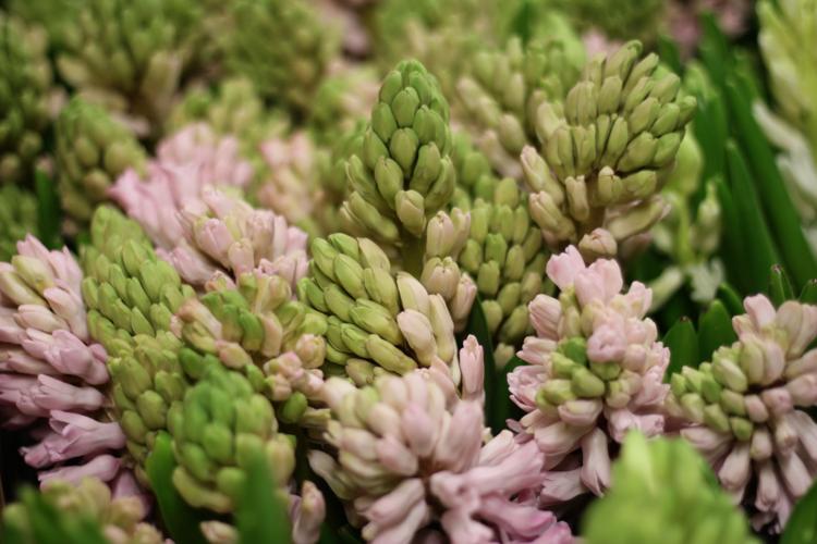 Wegmans Flowers Fredericksburg Va | Best Flower Site