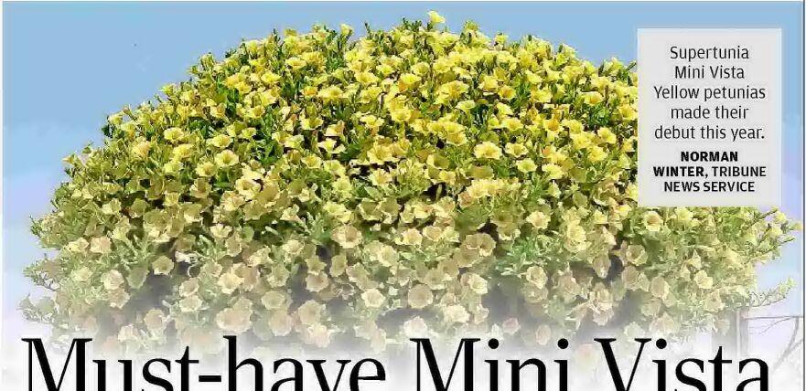 Must-have Mini Vista