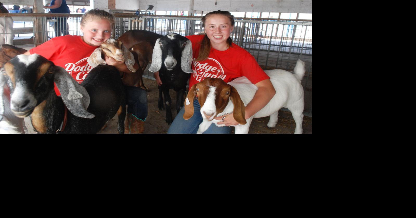 Different kind of year at the goat show