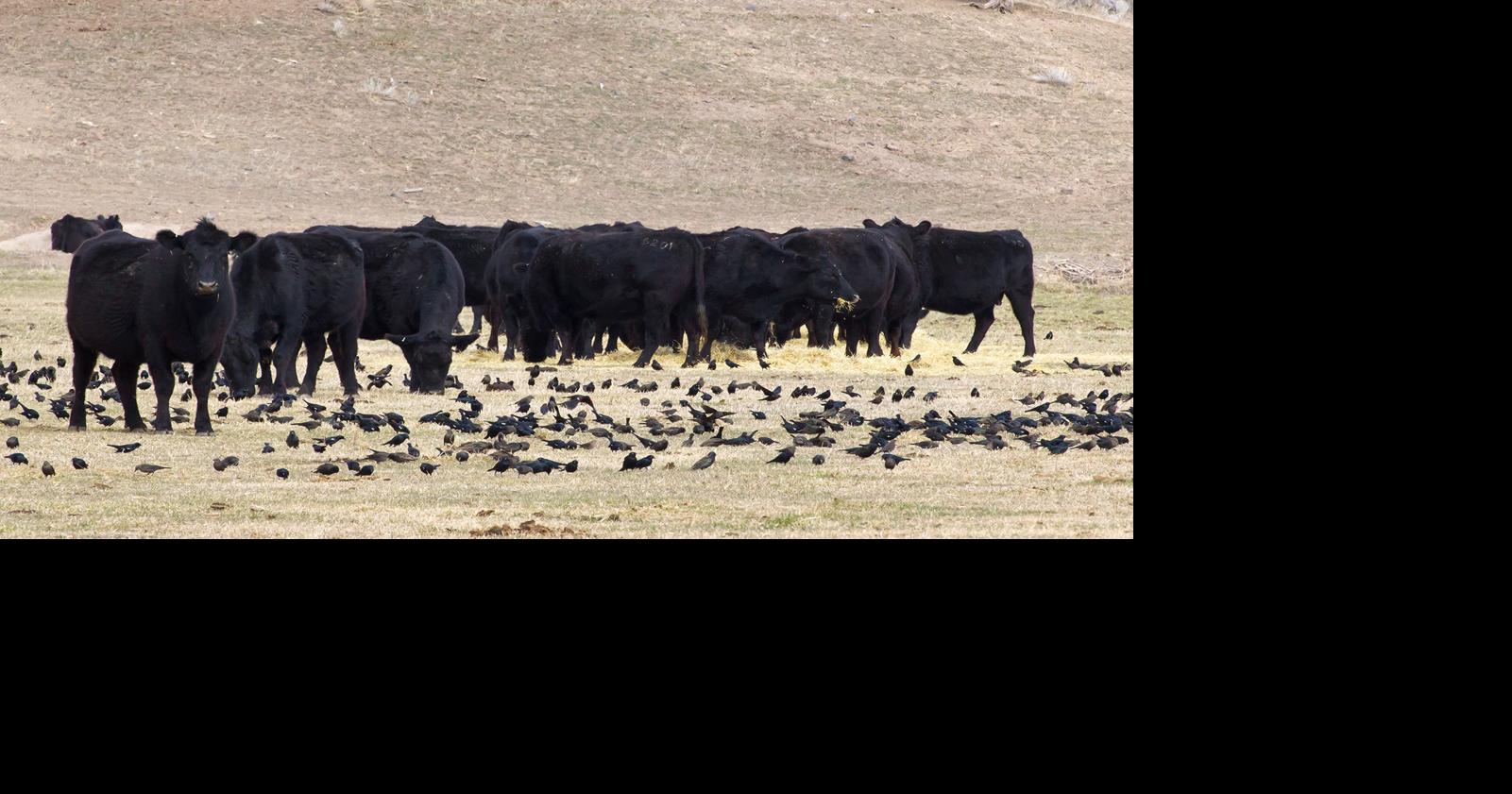 Seminar to focus on high risk cattle