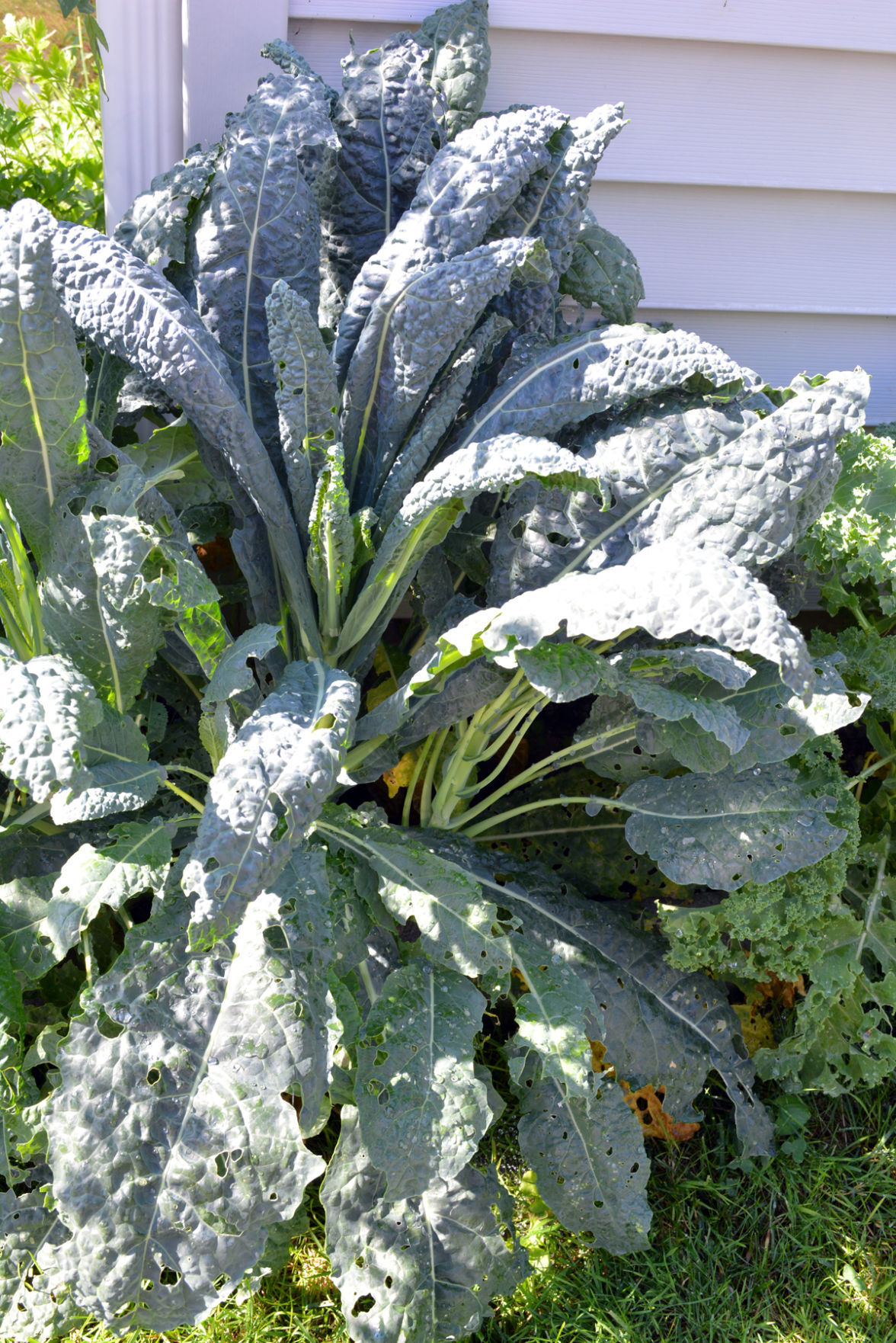 Perfect locale for kale found in home garden | Local News ...