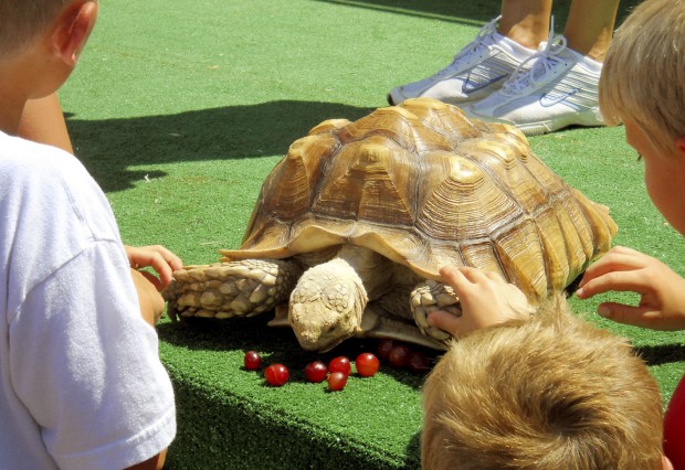 Fair takes a walk on the wild side