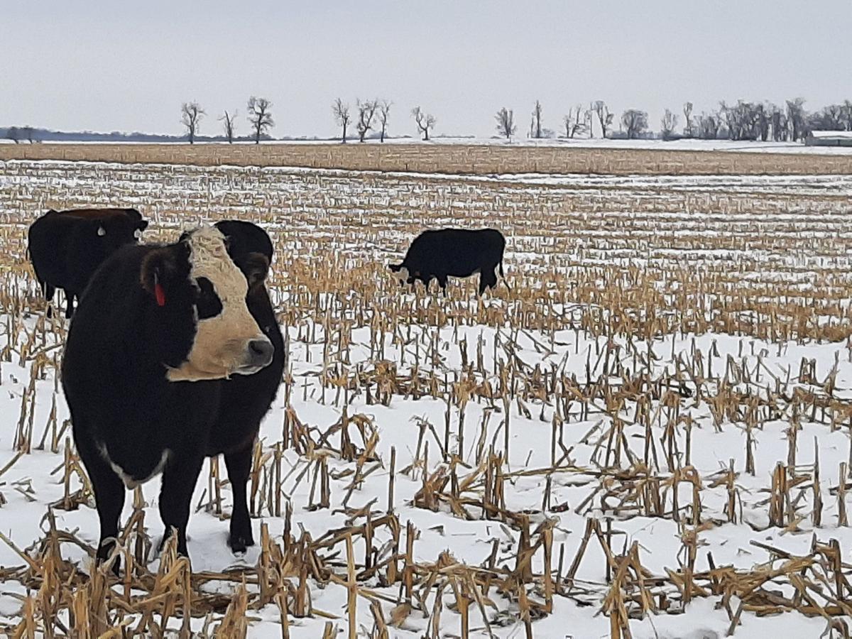 Nebraska Extension gives tips on keeping farm animals warm | Local News ...