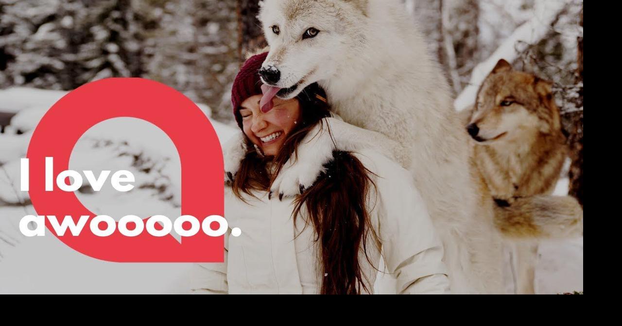 Nebraska's third gray wolf sighting in 20 years confirmed near Uehling