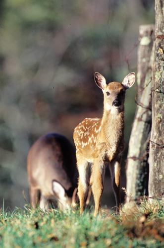 Summer breeding time for White-Tailed deer