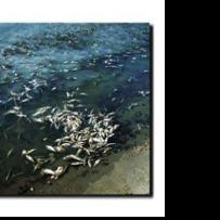 Overpopulation of shad fish in Victory Lake has caused many to die ...