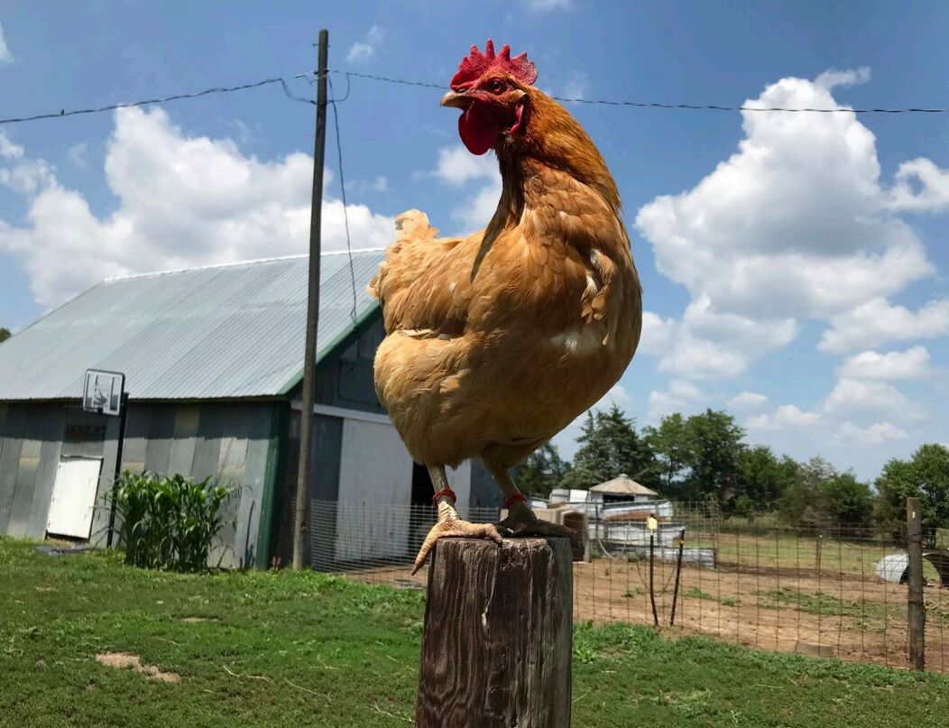 North Bend student among poultry photo contest winners