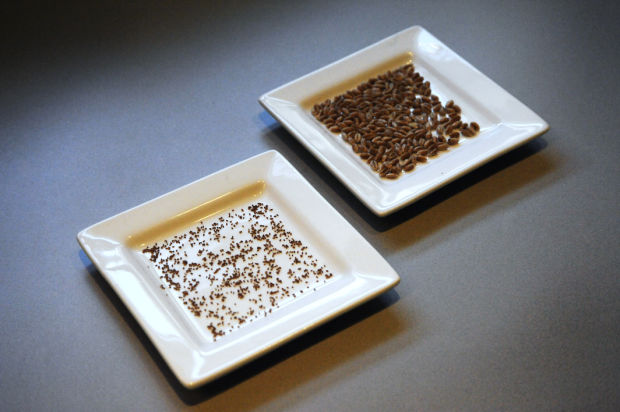 Teff is a versatile grain with a long history