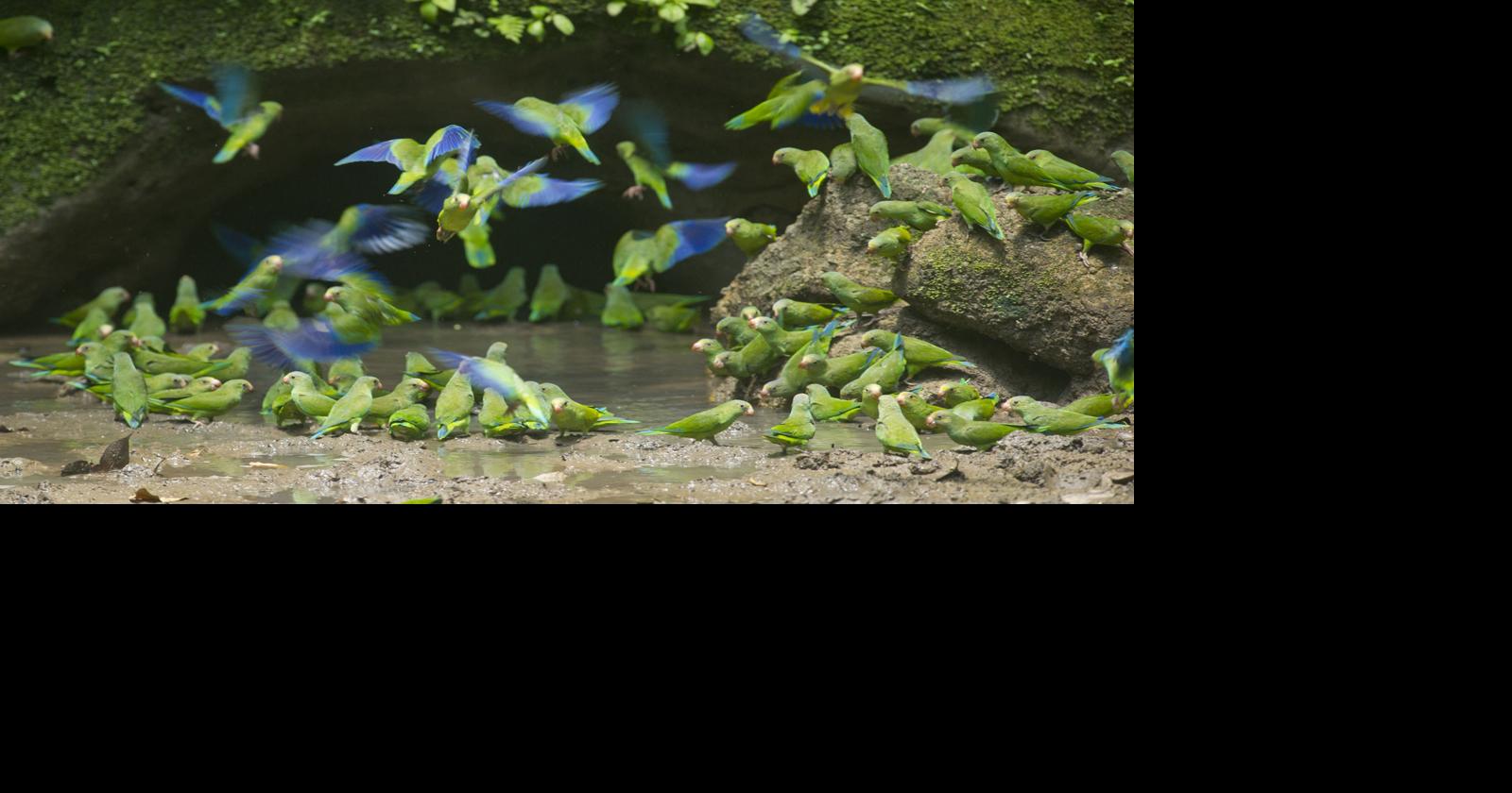 Seeing green: Nature has an unstoppable determination