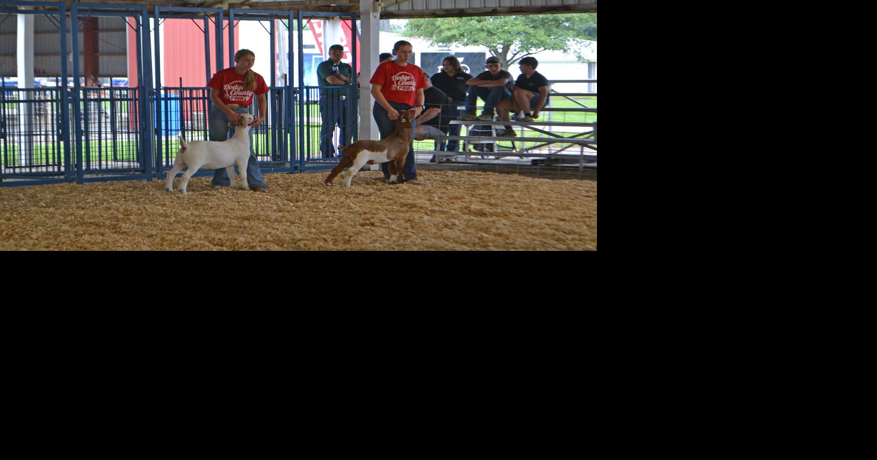 2025 Dodge County 4-H and FFA Meat Goat Show