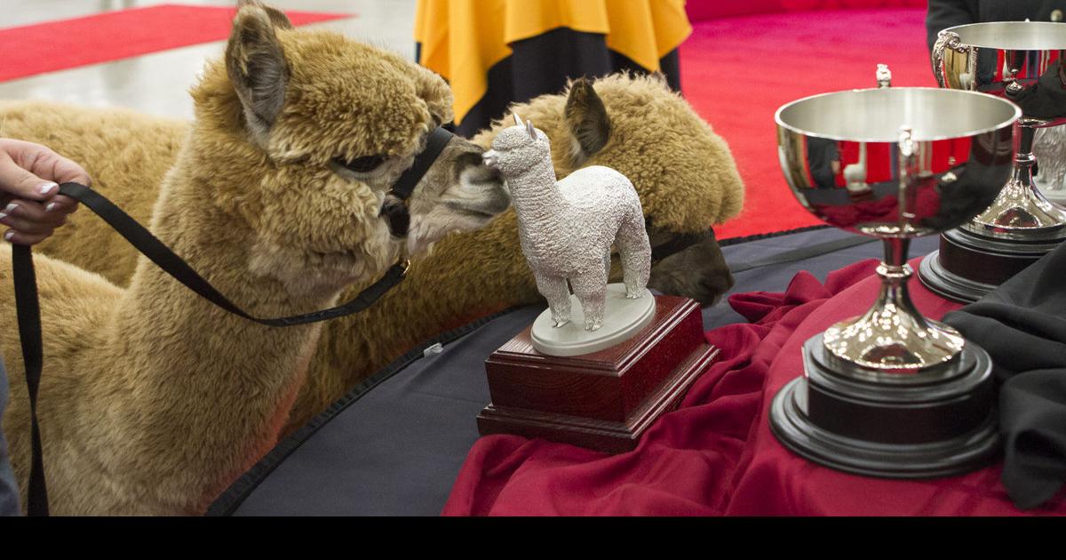 A weekend full of dancing, alpacas, and glow-in-the-dark dinosaurs awaits