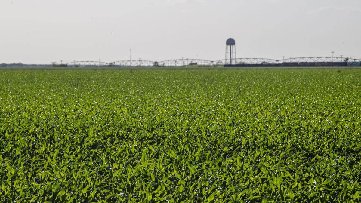 Nebraska Corn Board to meet in Lincoln