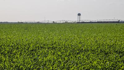 Nebraska Corn Board to meet in Lincoln