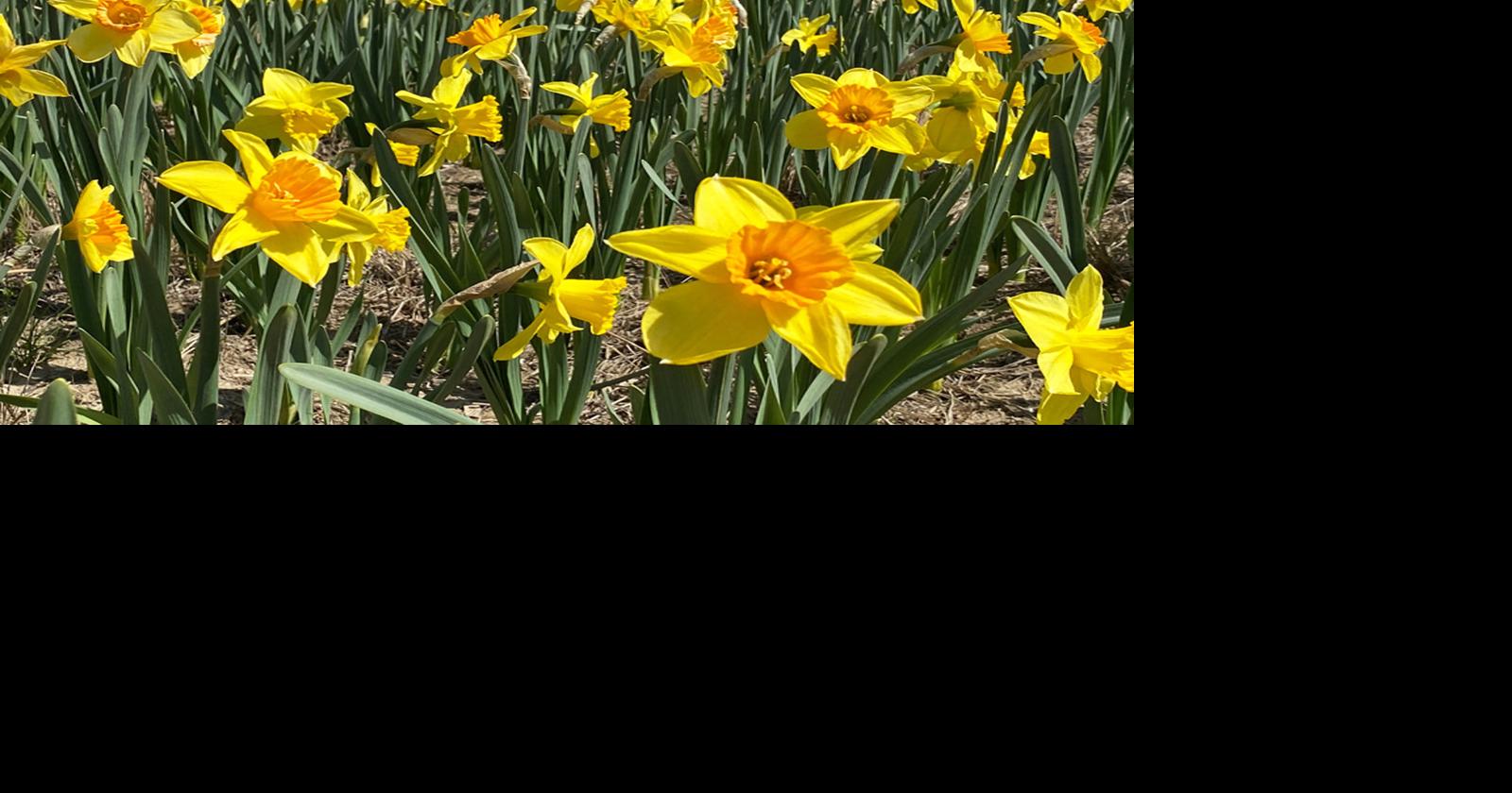 Thousands of daffodils are in full bloom at Omaha's Lauritzen Gardens