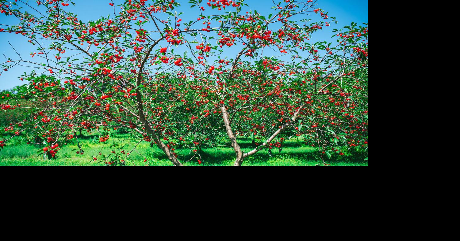 Agriculture workshop series for veterans focuses on U-Pick operations