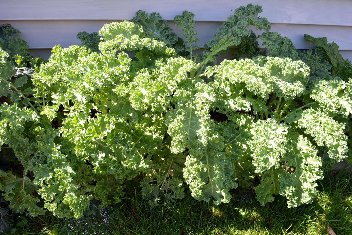 Perfect locale for kale found in home garden | Local News ...