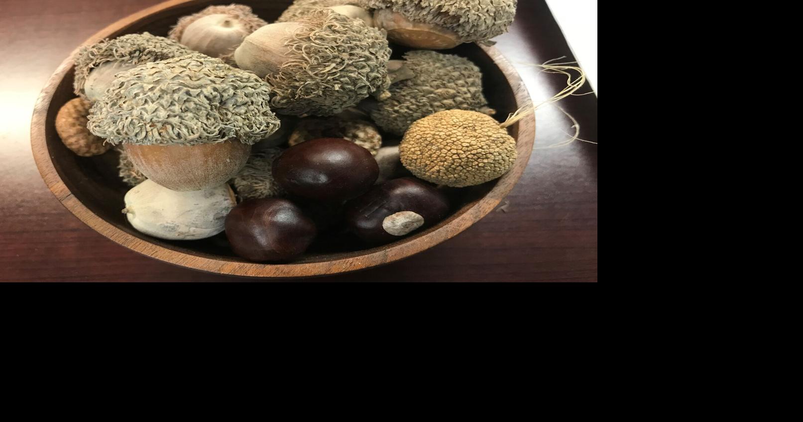 Cue: Collecting and starting seeds from trees and shrubs